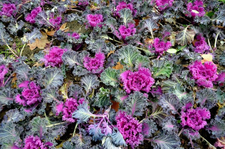 25 Types of Kale to Grow in Australia - AGT