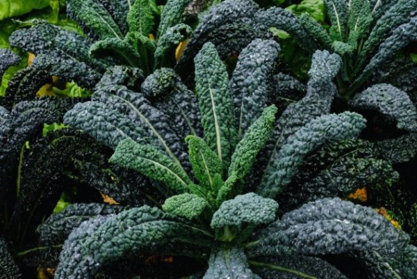 25 Types of Kale to Grow in Australia - AGT