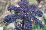 25 Types of Kale to Grow in Australia - AGT