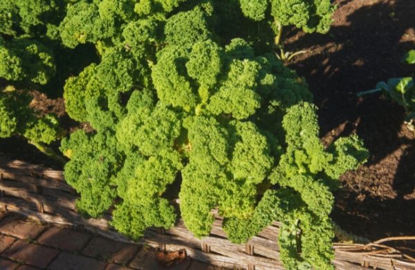 25 Types of Kale to Grow in Australia - AGT