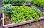 25 Types of Kale to Grow in Australia - AGT