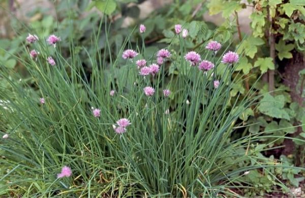 How to Grow Chives in Australia - AGT