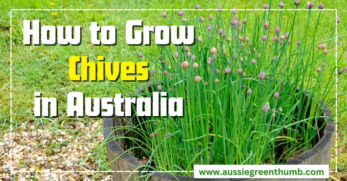 How to Grow Zygocactus in Australia : AGT