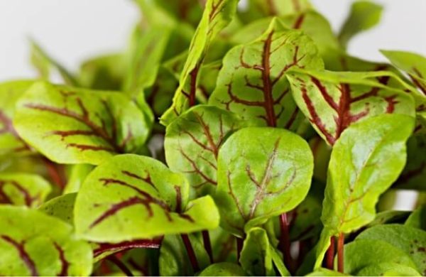 How to Plant, Grow, and Harvest Sorrel - AGT