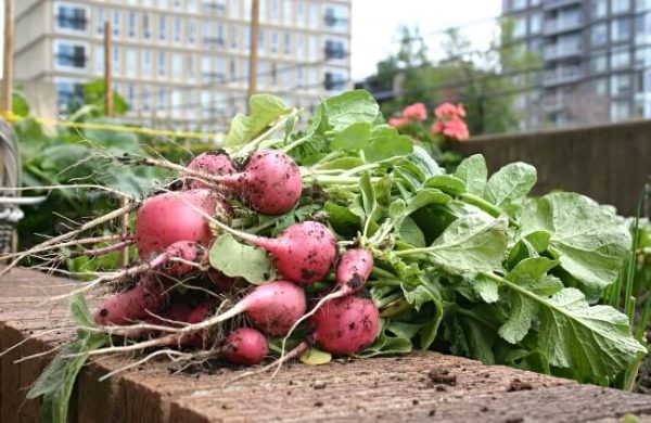 How to Grow Radishes in Your Garden - AGT