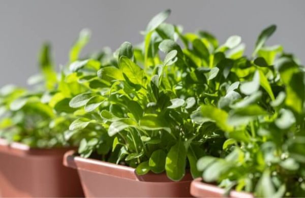 How to Grow Rocket (Arugula) in Australia - AGT