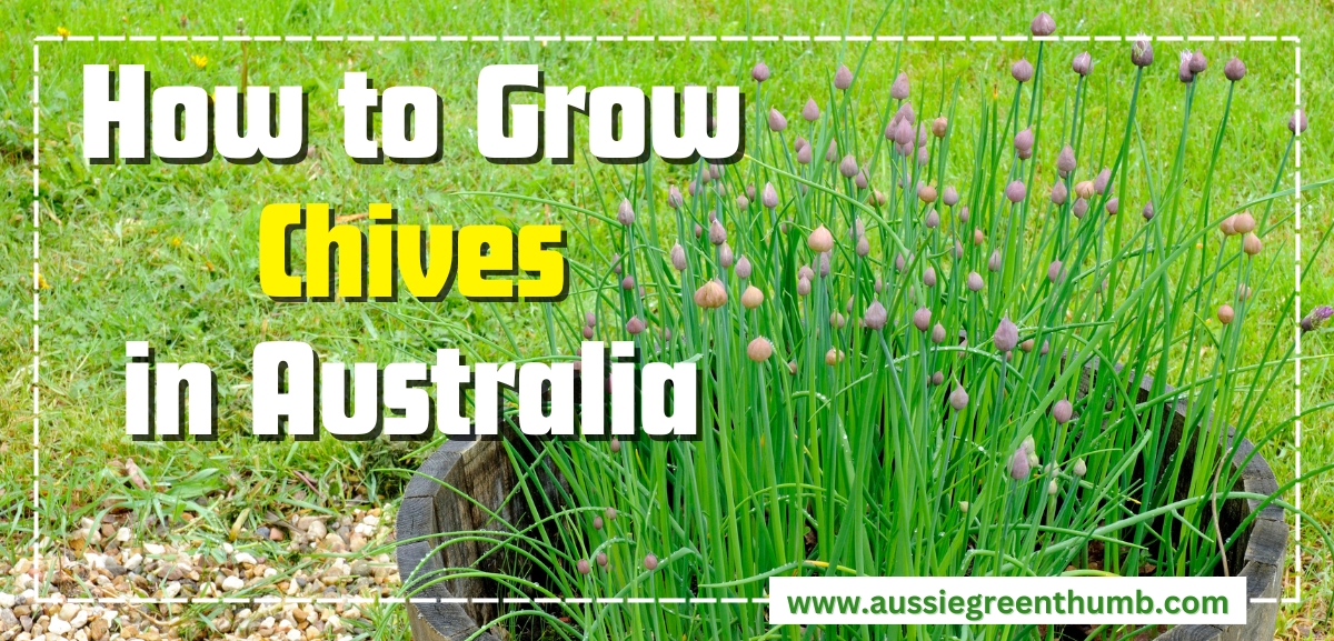 How to Grow Chives in Australia - AGT