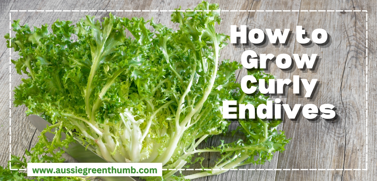 How to Grow Endives (Cichorium endivia) - AGT