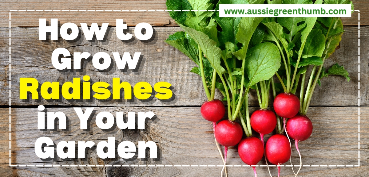How to Grow Radishes in Your Garden - AGT