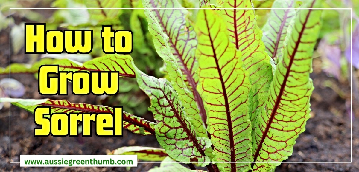 How to Plant, Grow, and Harvest Sorrel - AGT