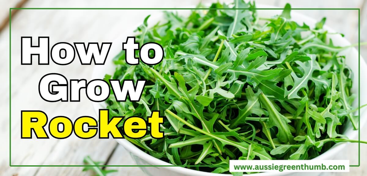 How to Grow Rocket (Arugula) in Australia - AGT
