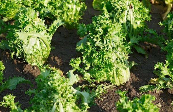 How to Grow Endives (Cichorium endivia) - AGT