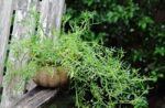 Sea Parsley (Apium prostratum) Bush Tucker Guide : AGT
