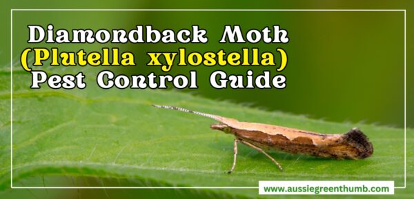 Cabbage Moth: How to Identify, Control, and Prevent : AGT
