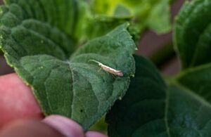 Diamondback Moth - Identification and Control : AGT