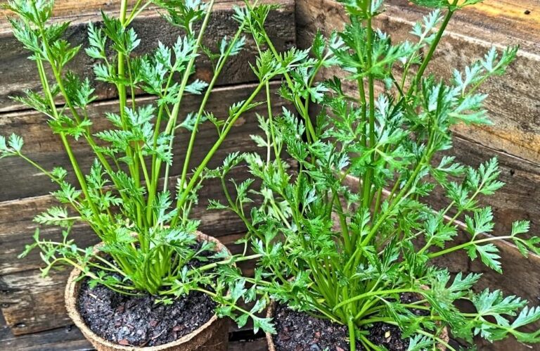 Sea Parsley (Apium prostratum) Bush Tucker Guide : AGT