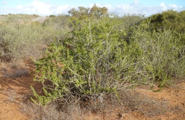 Scaevola spinescens (Maroon Bush) Growing Guide - AGT