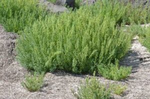 Seablite (Suaeda australis) Bush Tucker Guide : AGT