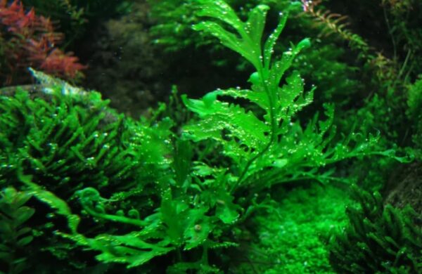 30 Best Terrarium Plants to Grow in Australia - AGT