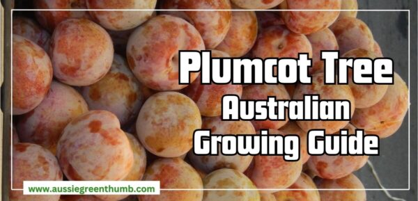 How to Grow Cumquat Trees in Australia