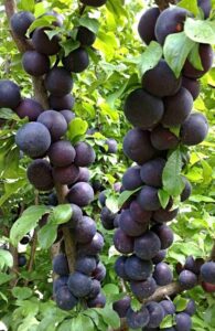 How to Grow Plumcot Trees in Australia : AGT