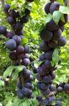 How to Grow Plumcot Trees in Australia : AGT
