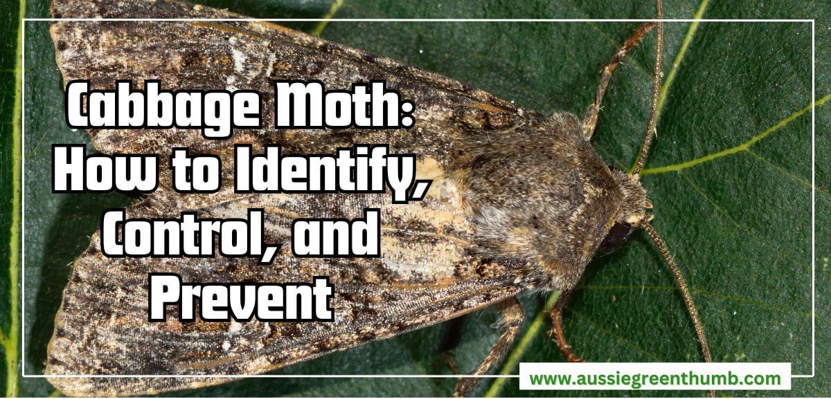 Cabbage Moth: How to Identify, Control, and Prevent : AGT