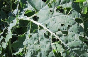 Cabbage Moth: How to Identify, Control, and Prevent : AGT