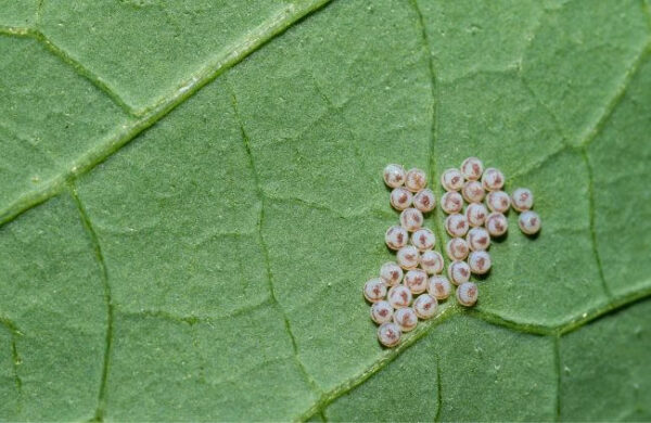 Cabbage Moth: How to Identify, Control, and Prevent : AGT