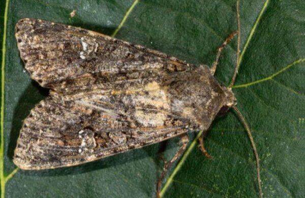 Cabbage Moth: How to Identify, Control, and Prevent : AGT