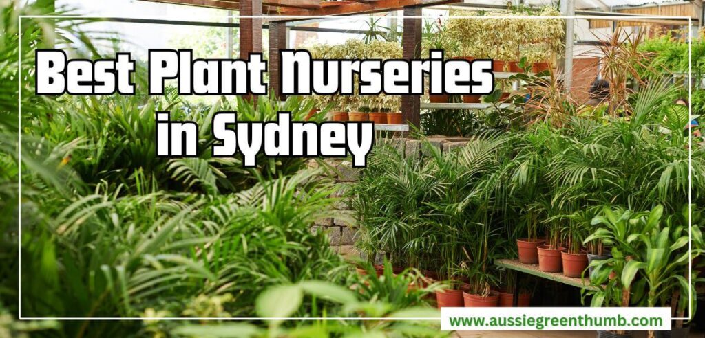 Zanthorrea Nursery Western Australia | Australian Native Plant Nursery ...